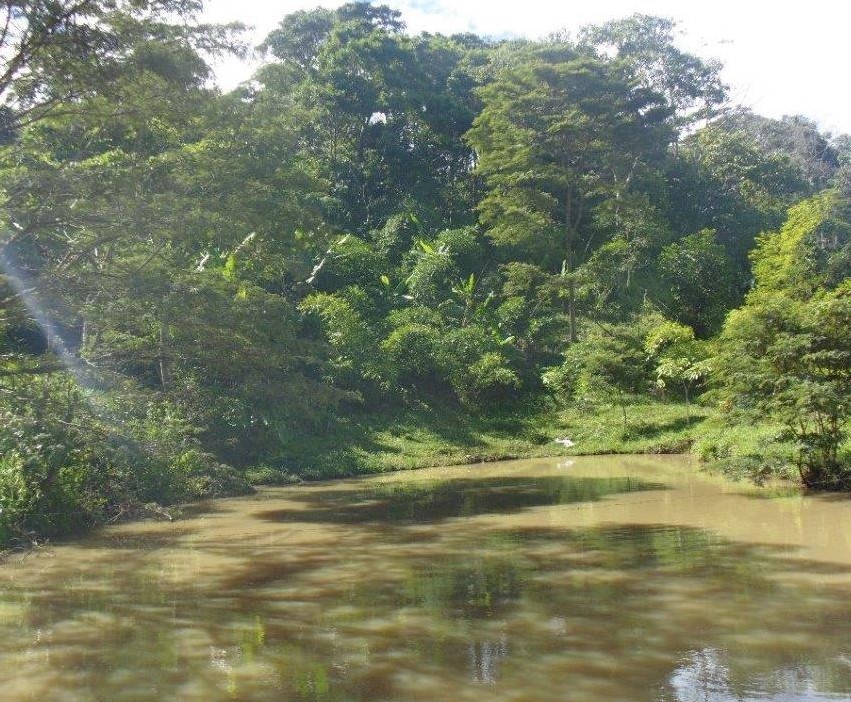 Reforestation in Colombia – Fondazione Ernesto Illy